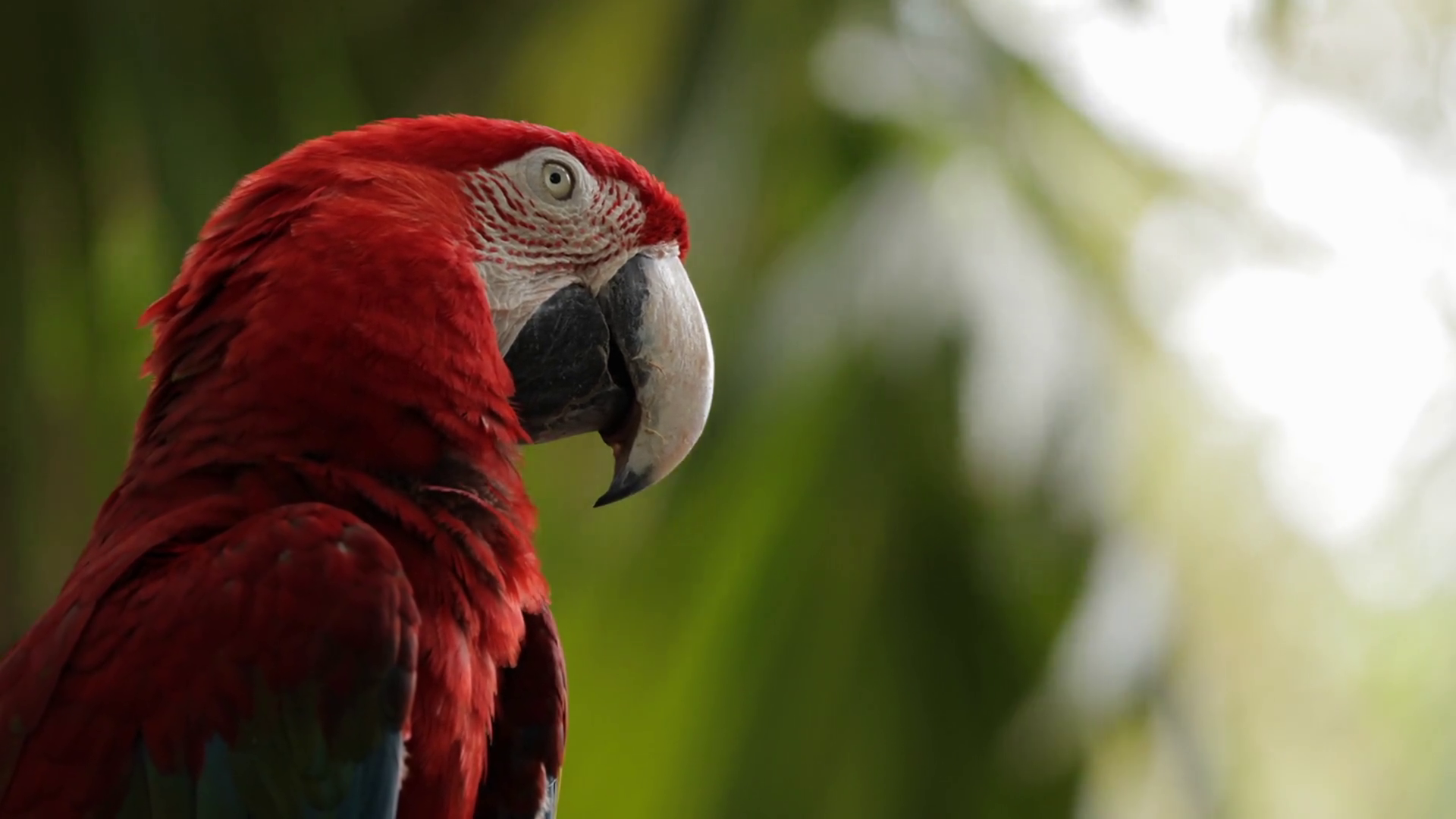Close Up Red Macaw Parrots In Caribbean Stock Footage SBV-351819484 ...
