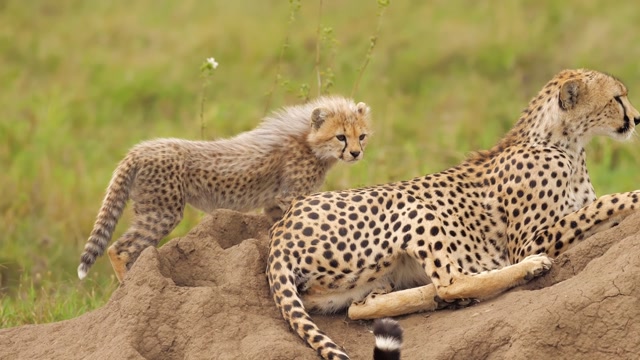WILD ANIMALS PLAYING Stock Footage: Royalty-Free Video Clips - Storyblocks