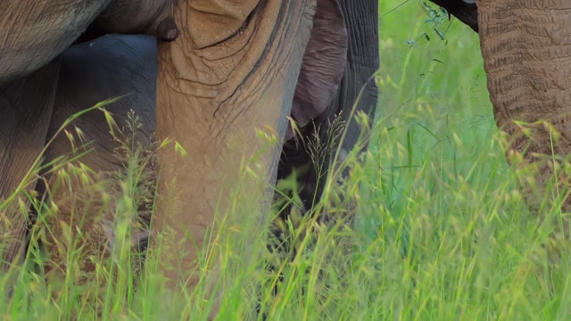 Family Size Stock Footage: Royalty-Free Video Clips - Storyblocks