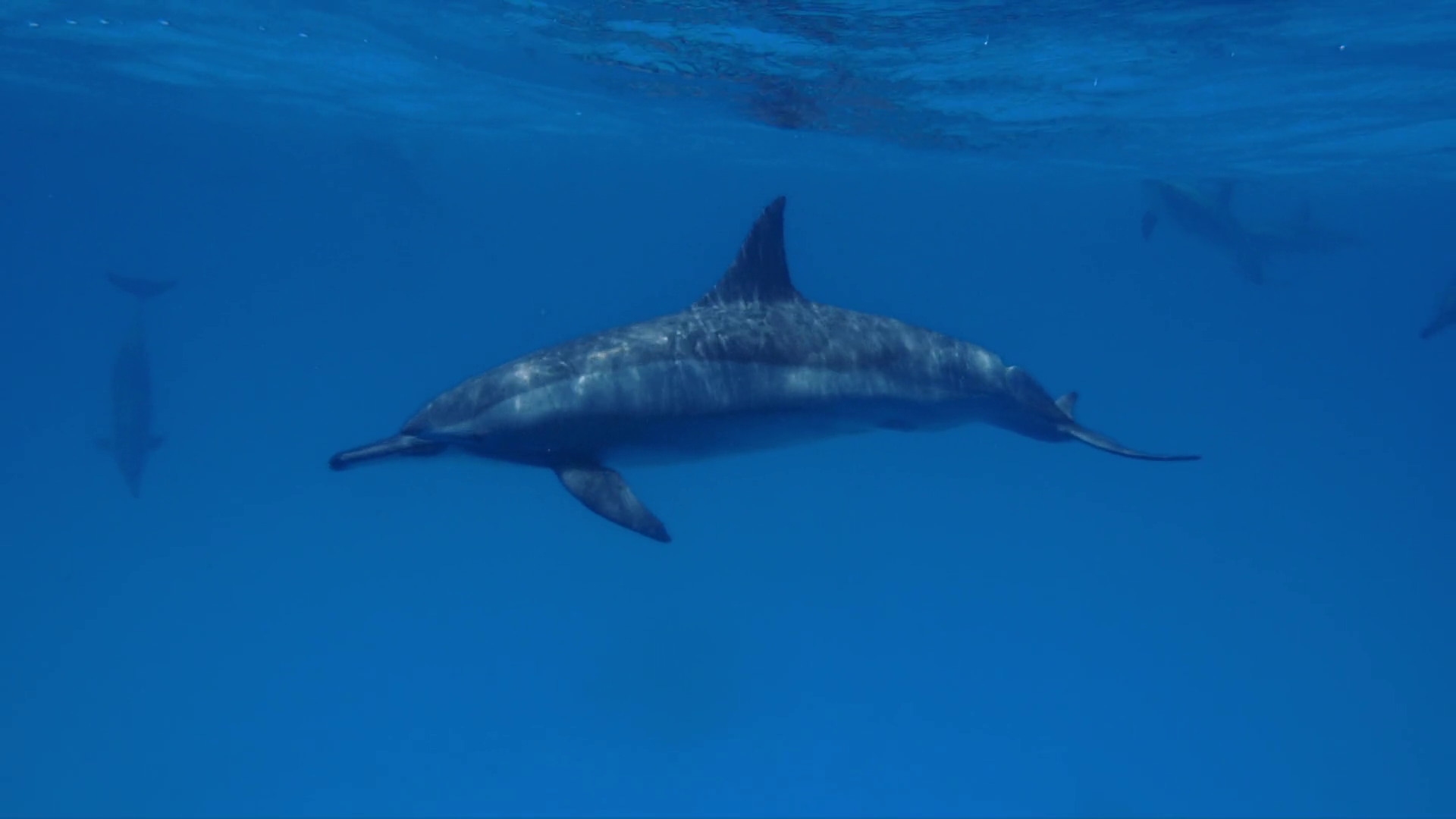 A Person Diving With Dolphins Stock Footage SBV-324553631 - Storyblocks