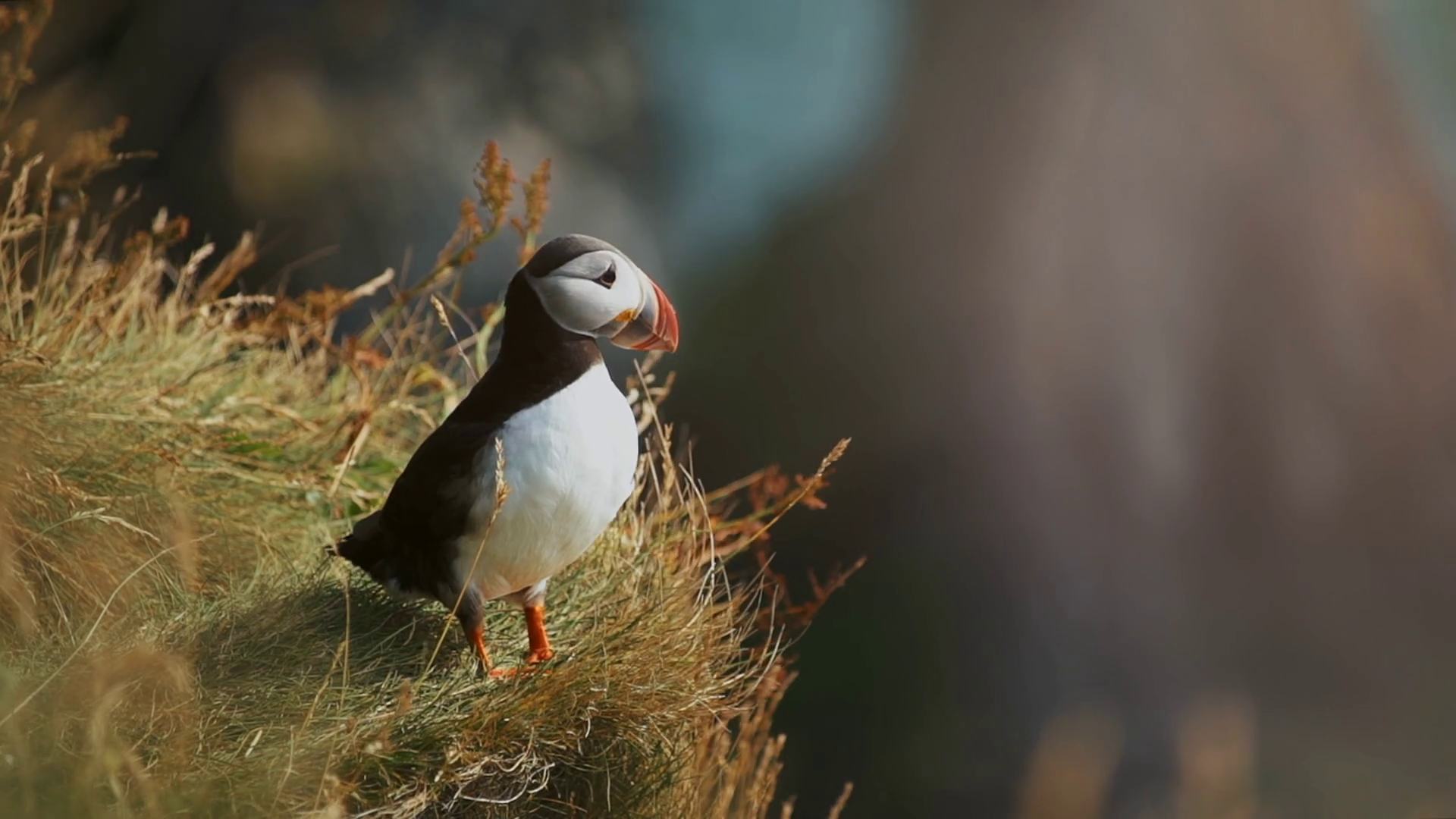 Puffin In Breeding Plumage On Cliff Top In Stock Footage SBV-338411815 ...