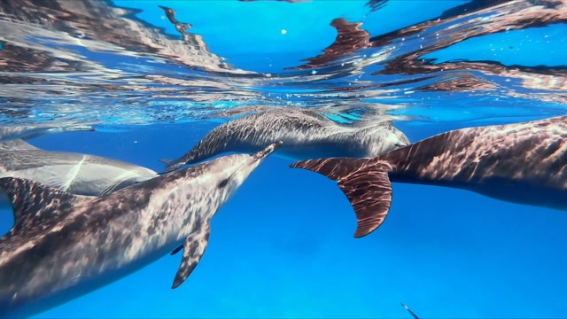 Dolphin Behavior Stock Footage: Royalty-Free Video Clips - Storyblocks