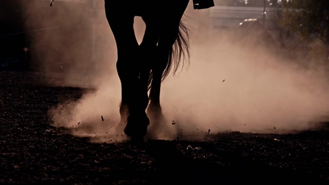 Download Royalty Free Horse Videos - Horse Stock Footage
