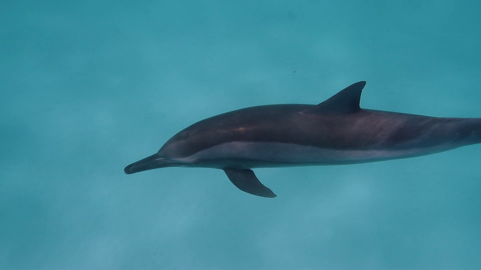 Adorable Dolphin Swimming In Ocean Stock Footage SBV-323726535 ...