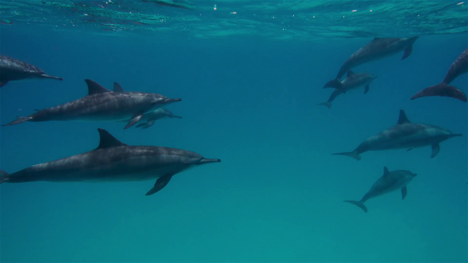 free dolphins deep underwater Stock Video Footage 00:25 SBV-323734808 ...