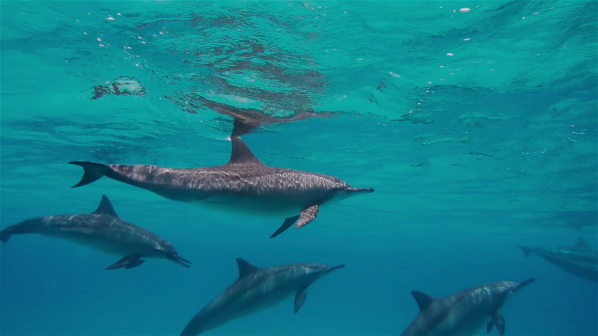Free Dolphins Swimming Deep Underwater Stock Footage SBV-324001751 ...