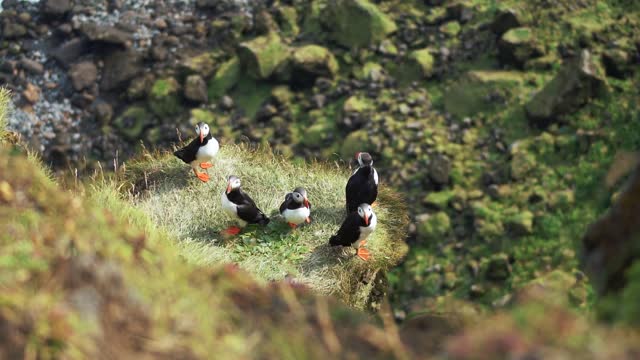 Puffin Bird Stock Footage: Royalty-Free Video Clips - Storyblocks