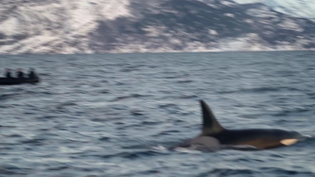 Orca Whale Stock Footage: Royalty-Free Video Clips - Storyblocks
