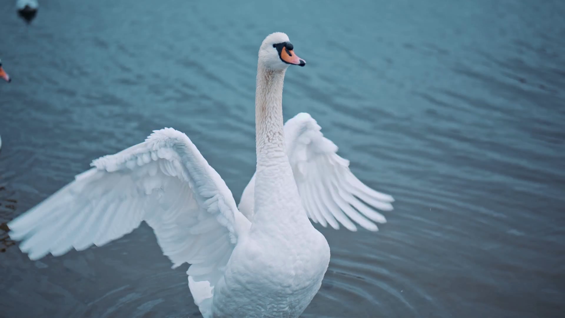 Portrait Of Elegant Swan Flapping Wings In Stock Footage SBV-338902438 ...