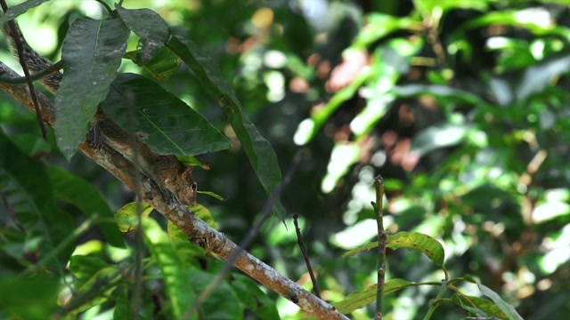 Mango Tree | Animals stock footage - Storyblocks