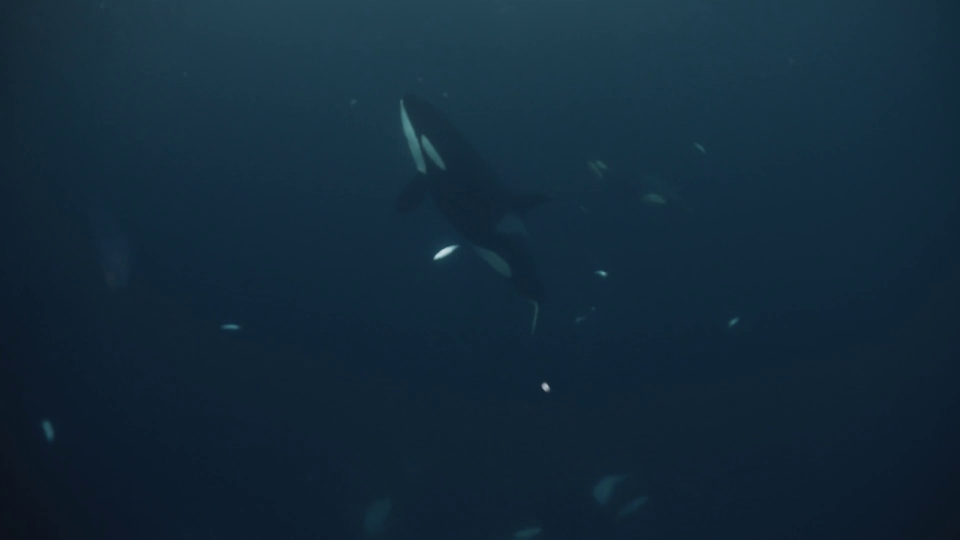 Underwater Video Killer Whale Floats To Stock Footage SBV-338903759 ...