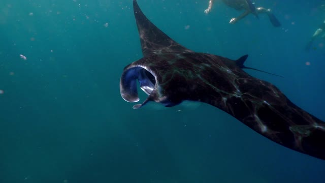 Manta Ray Stock Footage: Royalty-Free Video Clips - Storyblocks