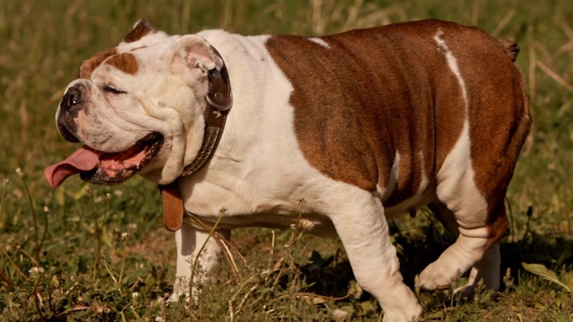 British Bulldog Stock Footage: Royalty-Free Video Clips - Storyblocks