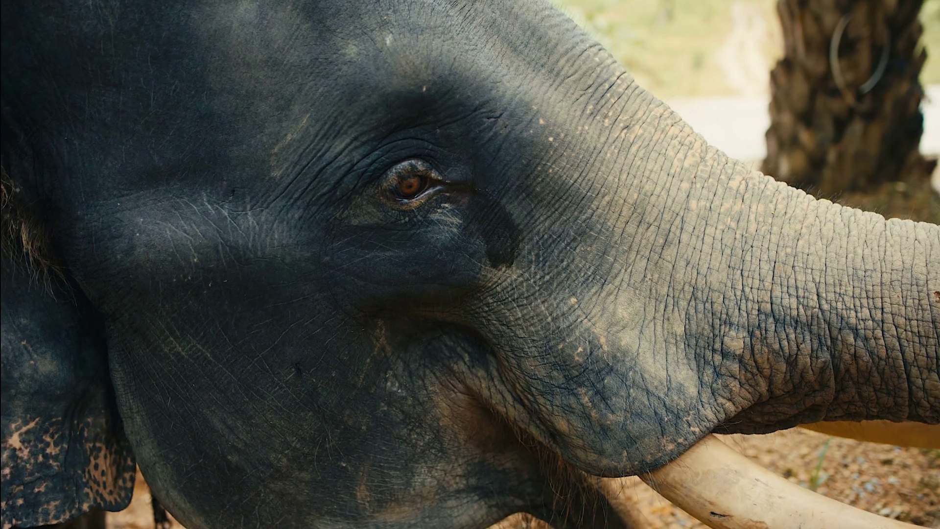 Elephant's Eye Close-up Stock Footage SBV-321734287 - Storyblocks