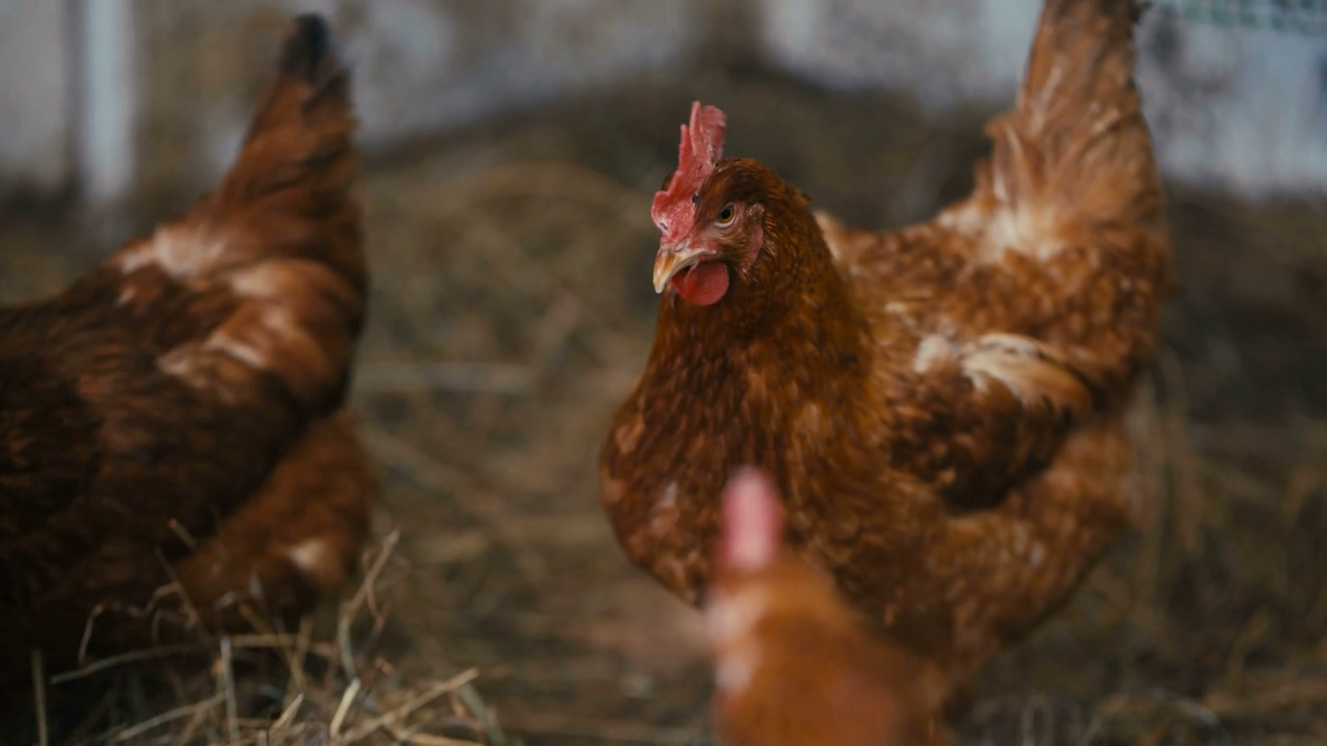 Hens On Private Farm Stock Footage SBV-321078871 - Storyblocks