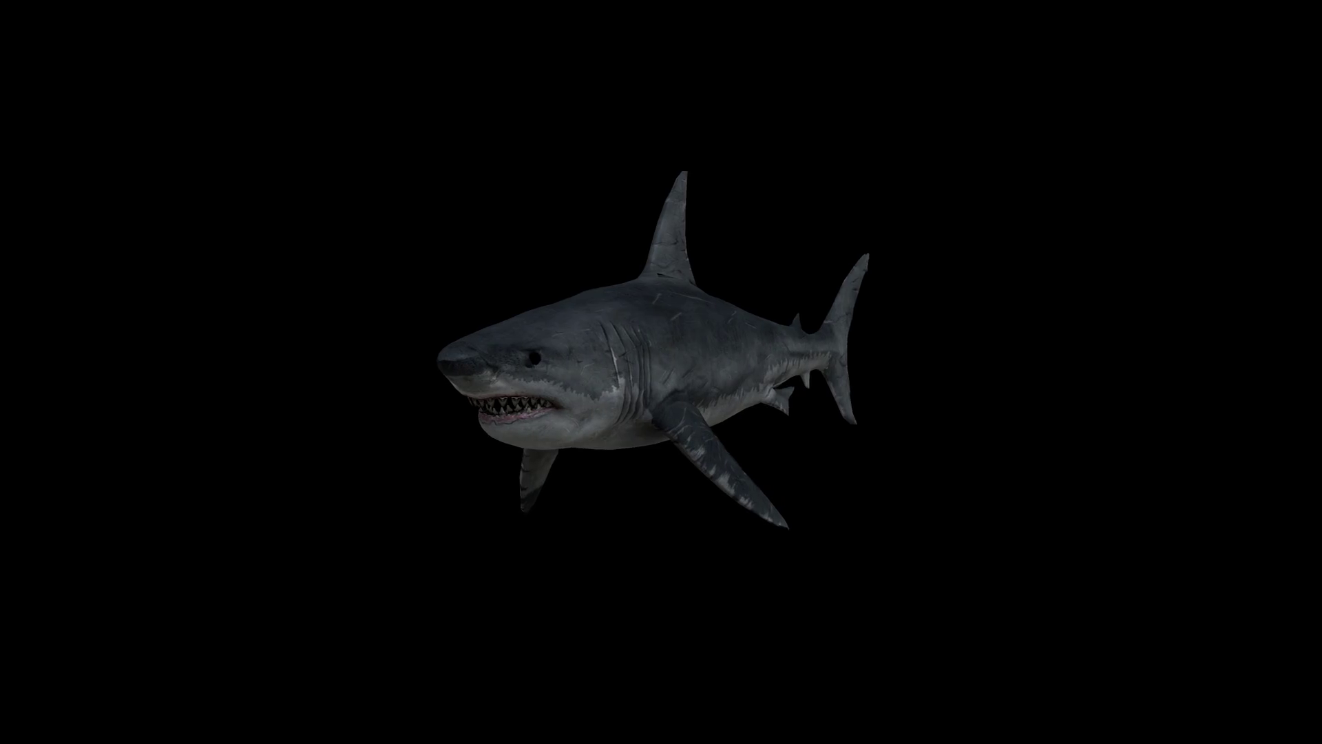 Great White Shark Looping Animaton With Stock Motion Graphics SBV ...