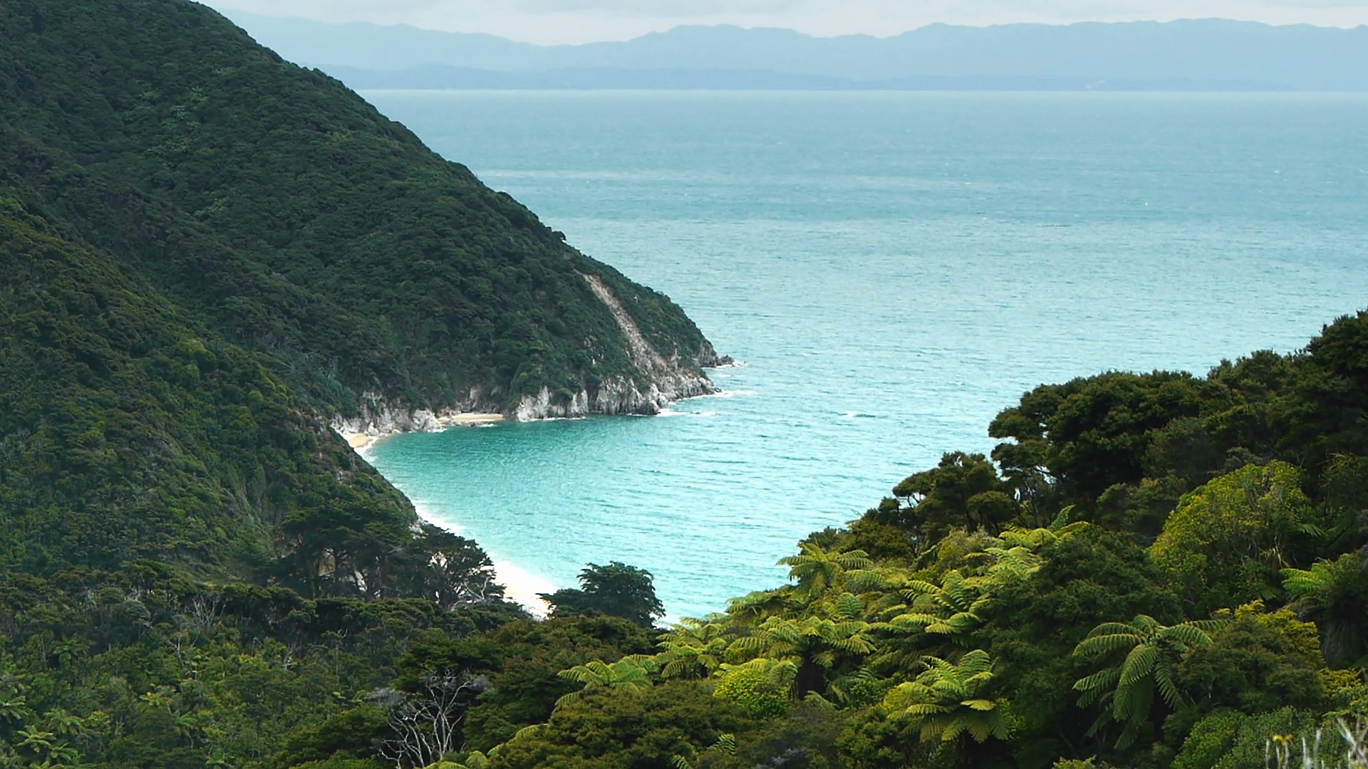 Lush Tree Ferns Grow On Hills Around Stock Footage SBV-353066005 ...