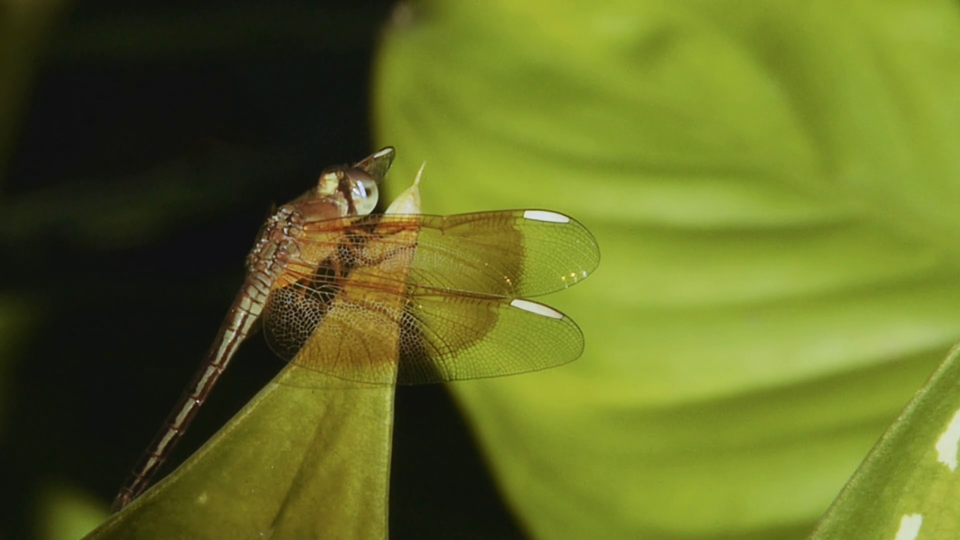Close Up Of Dragonfly Moving Eyes Flexing Stock Footage SBV-353052878 ...