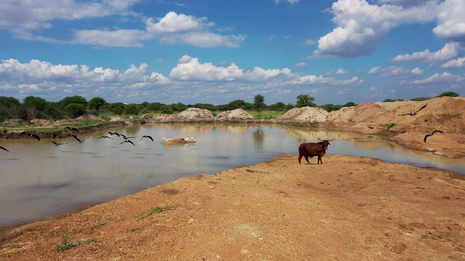 Aerial View Of Dam Cows Grazing At Edge Near Stock Footage SBV ...