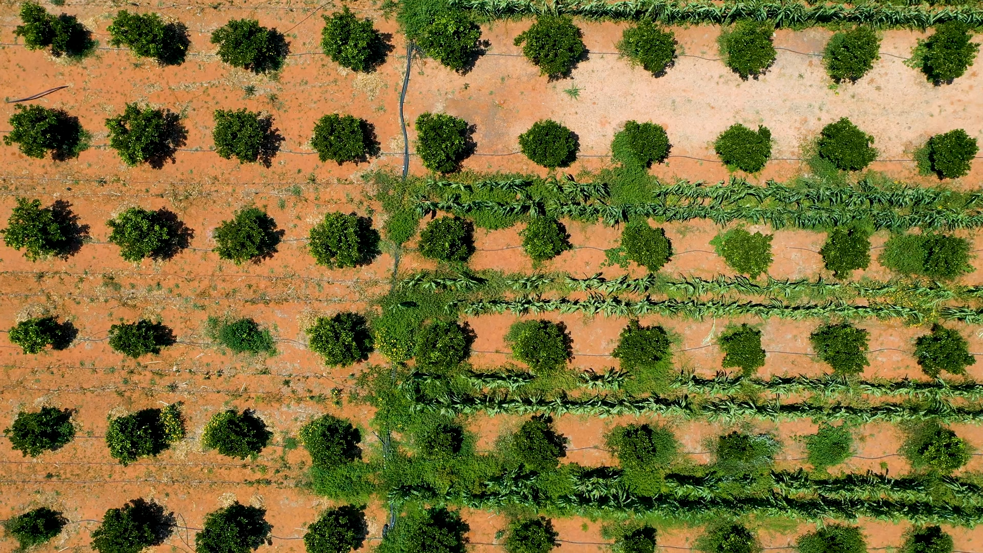 Aerial View Top Down Over Farm With Stock Footage SBV-353550373 ...