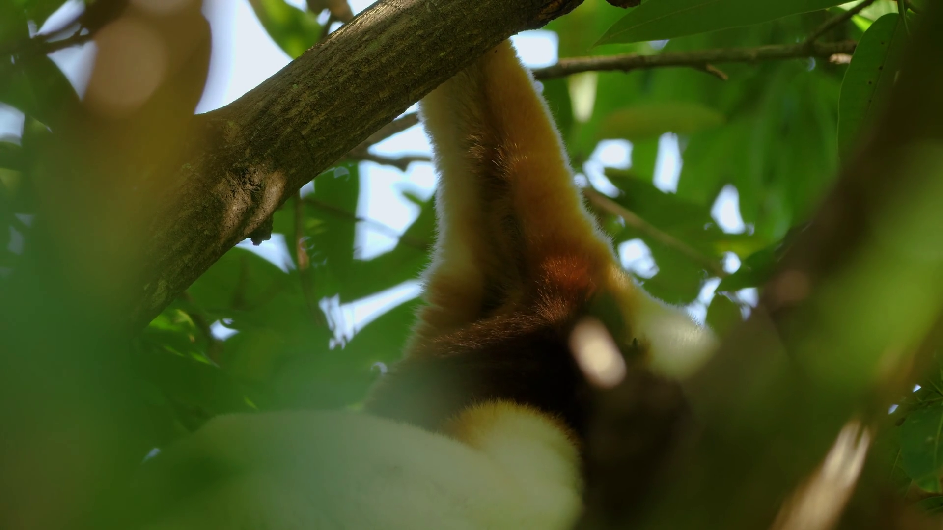 Crowned Sifaka (propithecus Coronatus) Lemur Stock Footage SBV ...