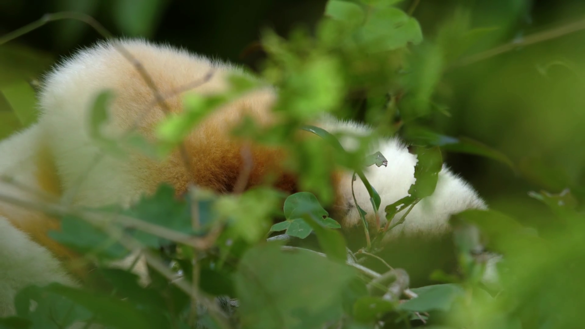 Crowned Sifaka (propithecus Coronatus) Lemur Stock Footage SBV ...