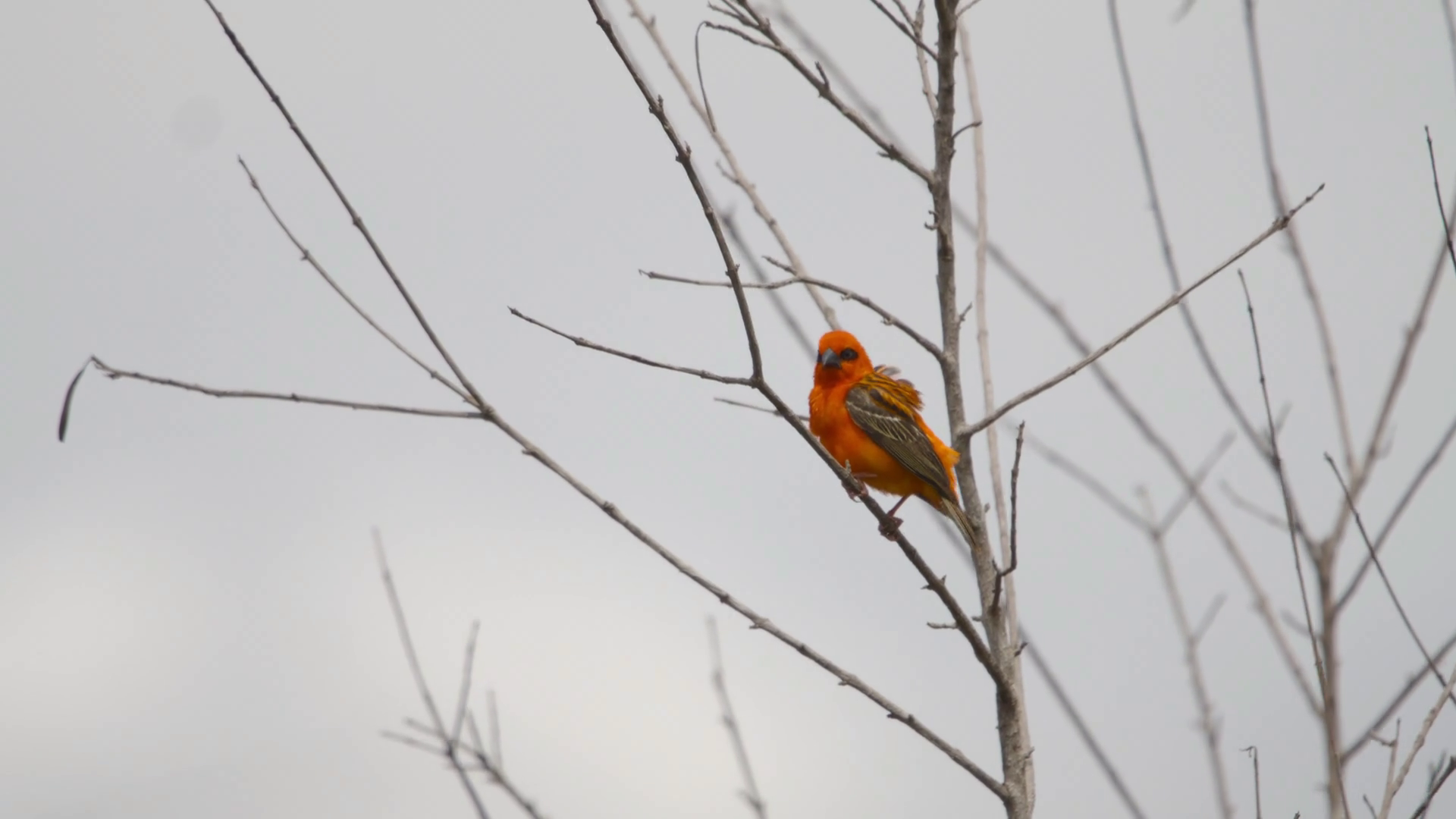 The Mauritius Fody (foudia Rubra) Is Rare Stock Footage SBV-351939026 ...