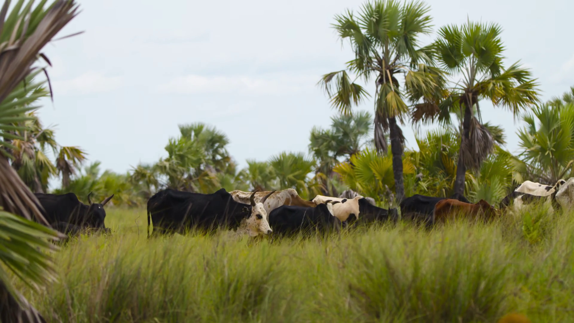 A Herd Of Zebu (large Horned Cattle) Running Stock Footage SBV ...
