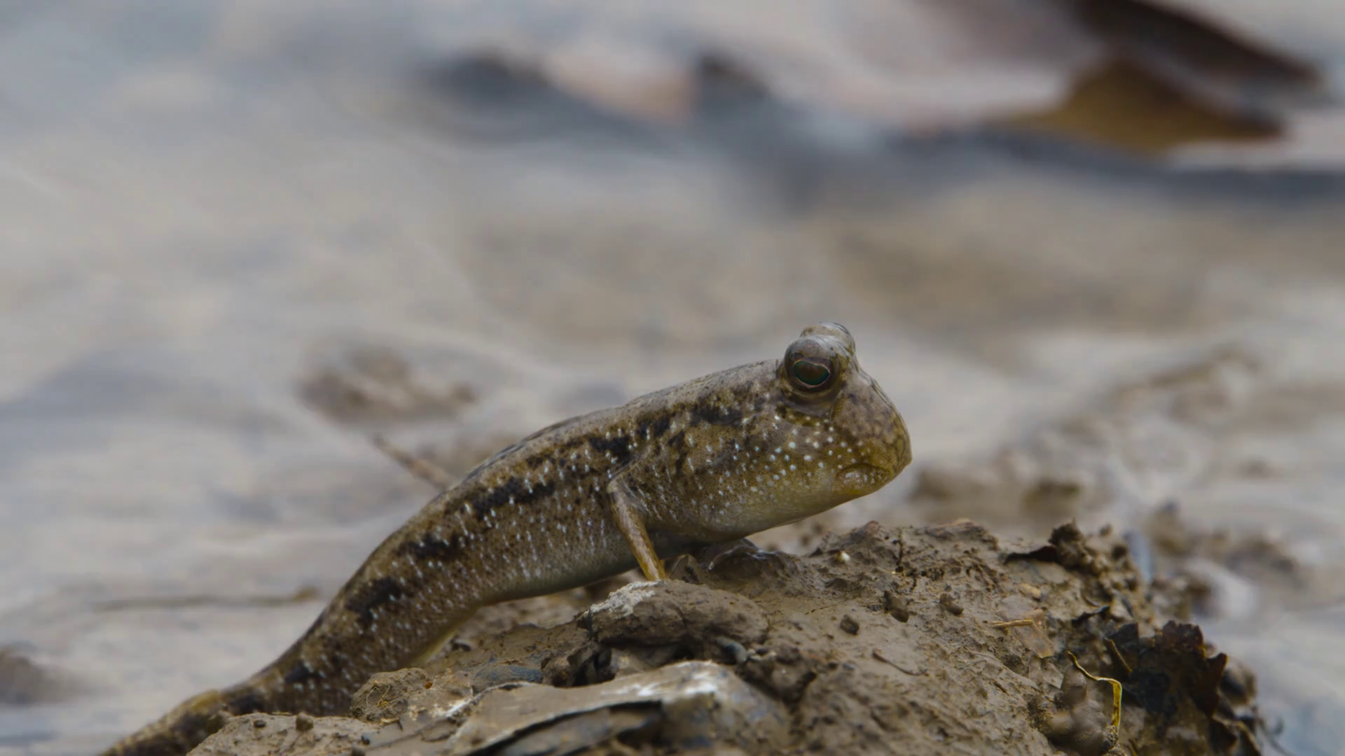 4k Footage Of Anabantids (mudskipper) Stock Footage SBV-351939684 ...