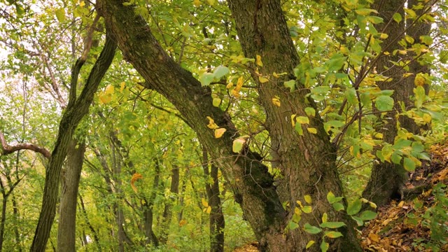 People Tree Stock Footage: Royalty-Free Video Clips - Storyblocks