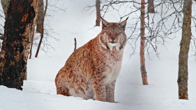 Captive Wildlife Stock Footage: Royalty-Free Video Clips - Storyblocks