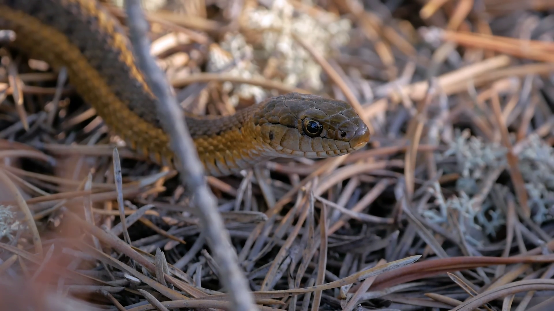 Close Up Of Northwestern Garter Snake Stock Footage SBV-352088906 ...