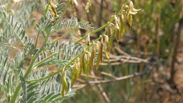 Chinese Tamarisk Stock Footage: Royalty-Free Video Clips - Storyblocks