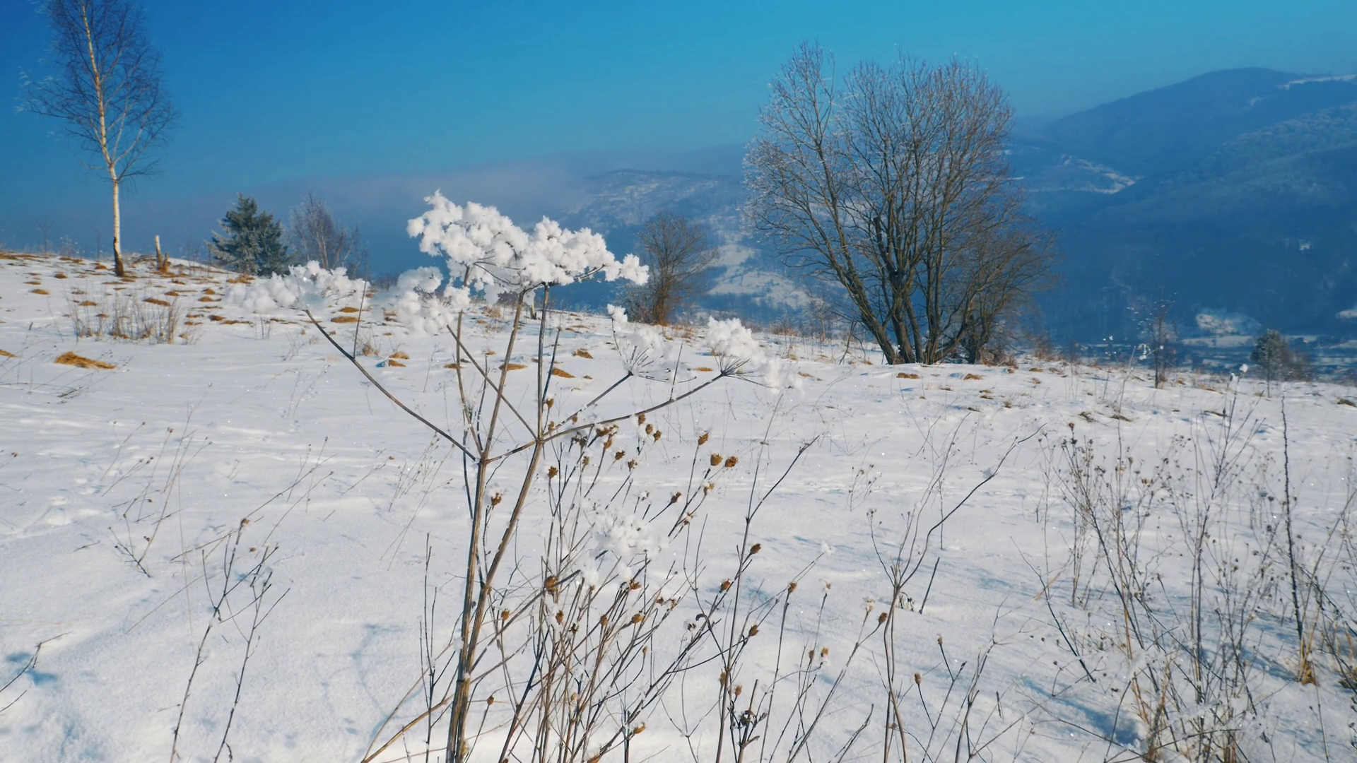 The Flowers Look Spectacular Frost Starts To Stock Footage SBV ...
