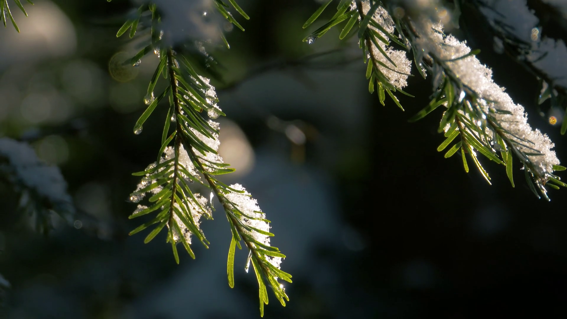 Evergreen Conifers Pine Spruce Tree Branch Stock Footage SBV-352072187 ...