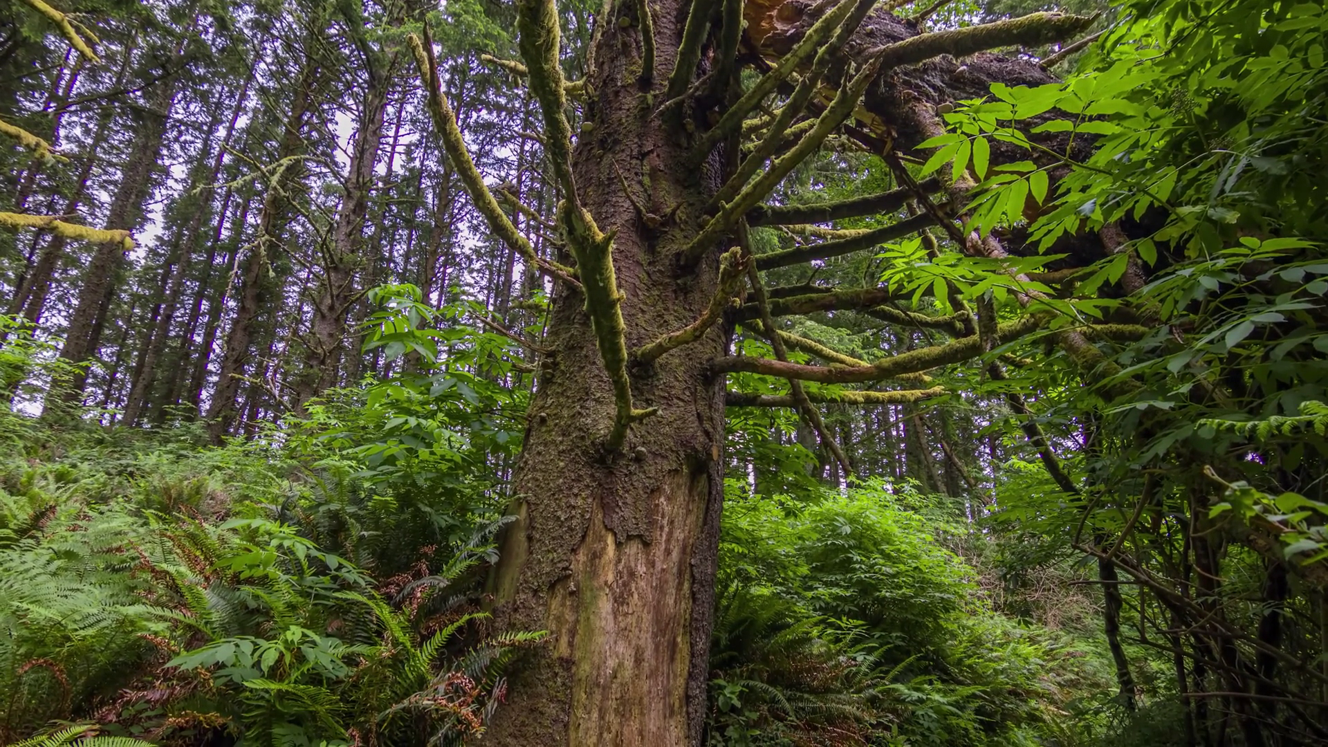 Footage Shows Sitka Spruce Forest Native To Stock Footage SBV-352333187 ...