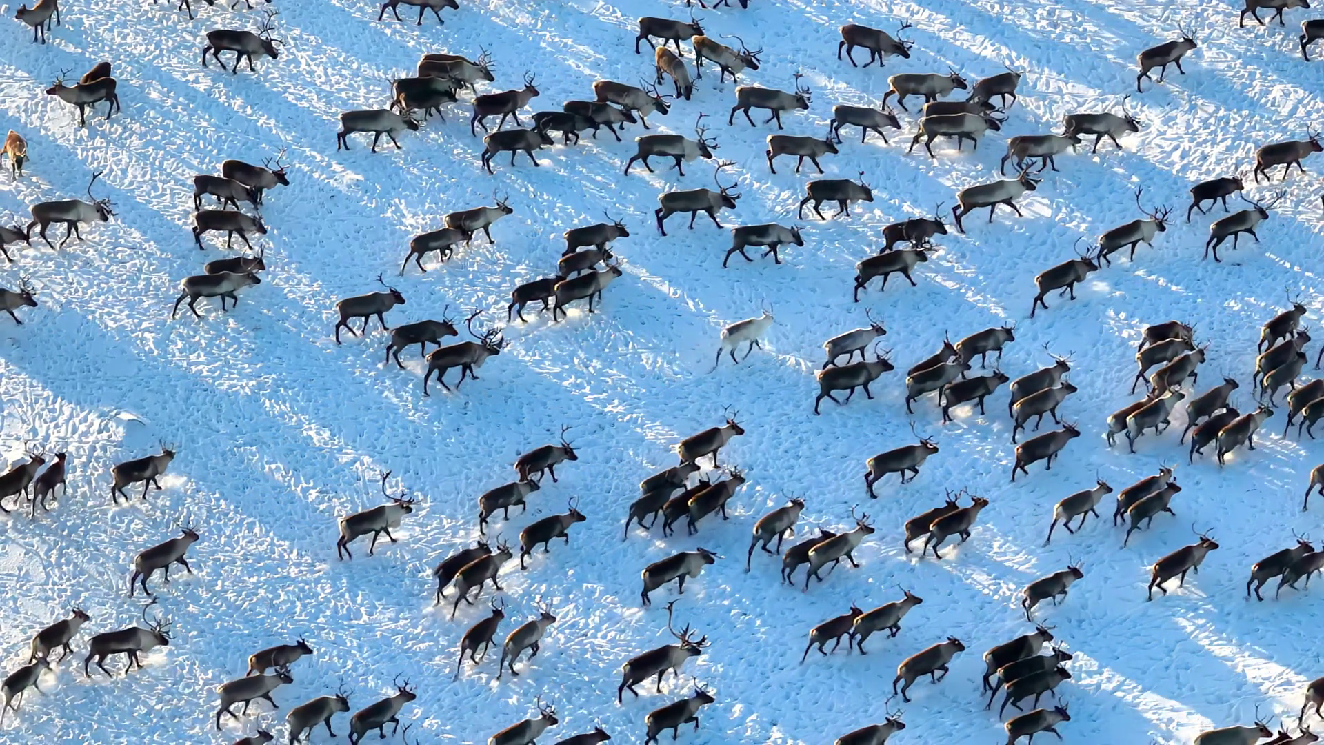 Drone Footage Of Migrating Herd Of Reindeer Stock Footage SBV-352142164 ...