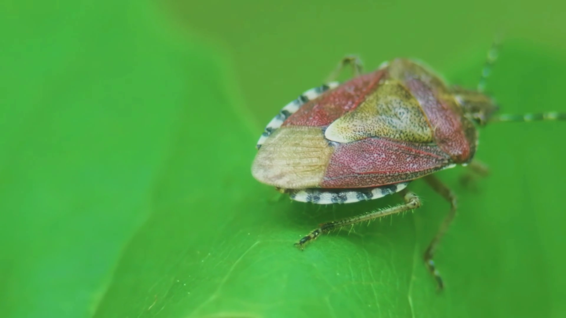 Close Up Of Dolycoris Baccarum Sloe Bug Stock Footage SBV-352066603 ...