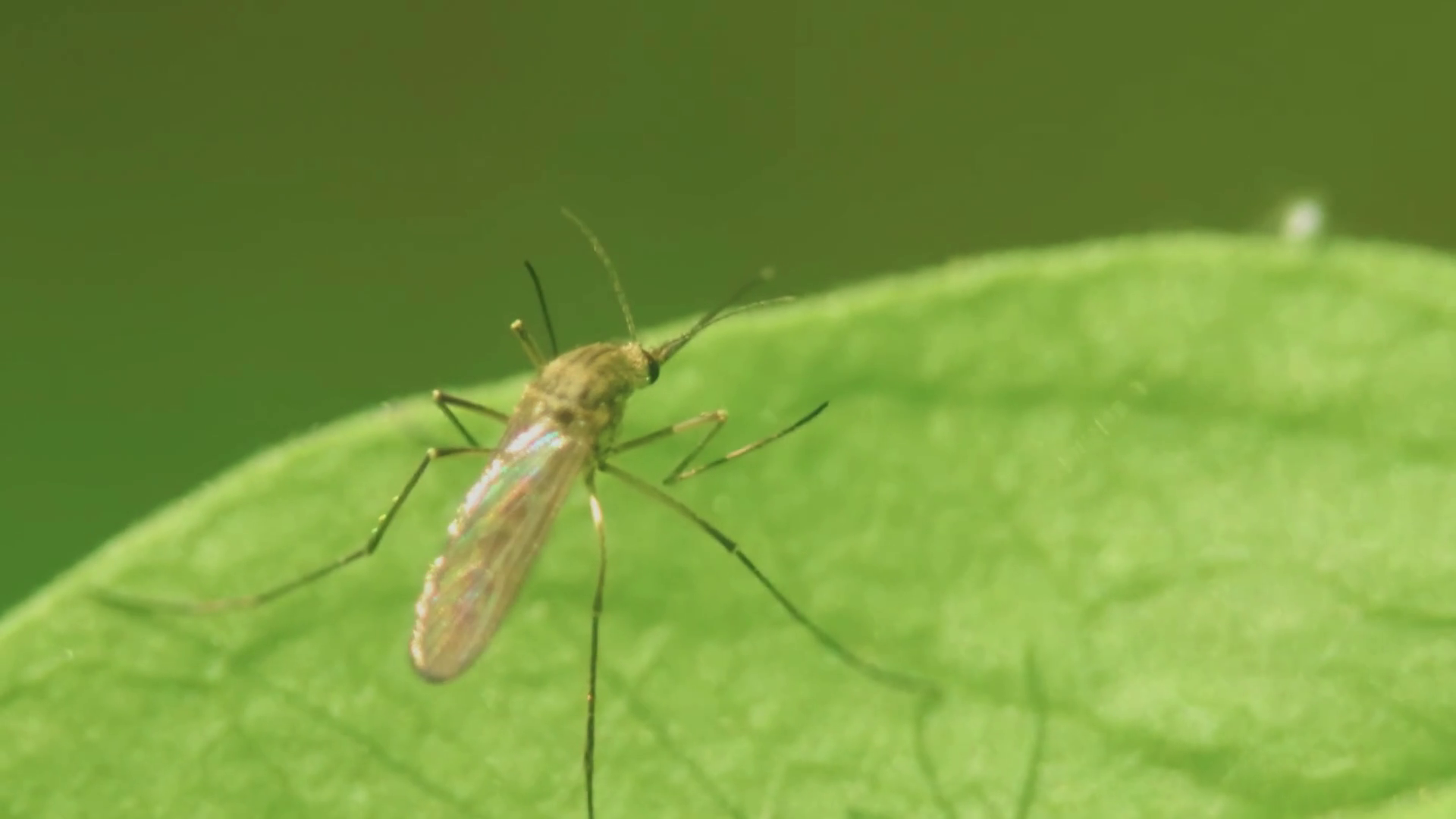 Close Up Of Culex Pipiens Commonly Referred Stock Footage SBV-352066675 ...