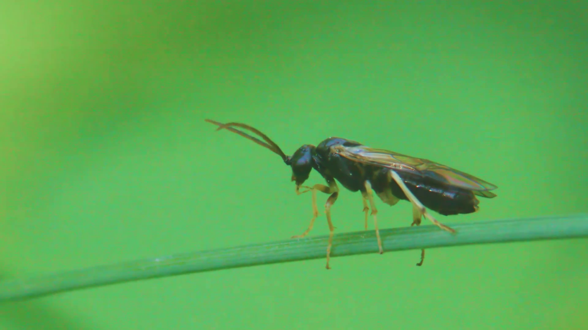 Close Up Of Web Spinning Sawfly Stock Footage SBV-352066752 - Storyblocks