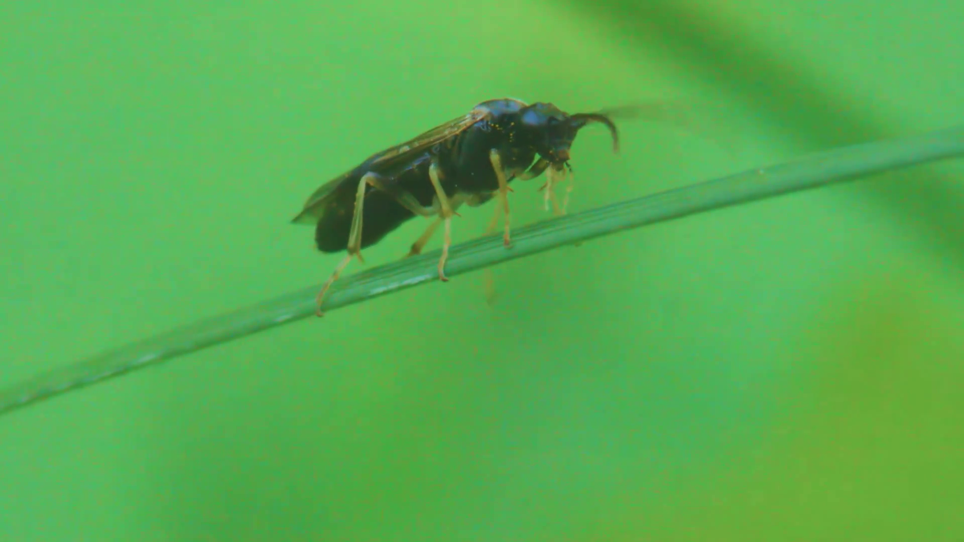 Close Up Of Web Spinning Sawfly Stock Footage SBV-352066753 - Storyblocks