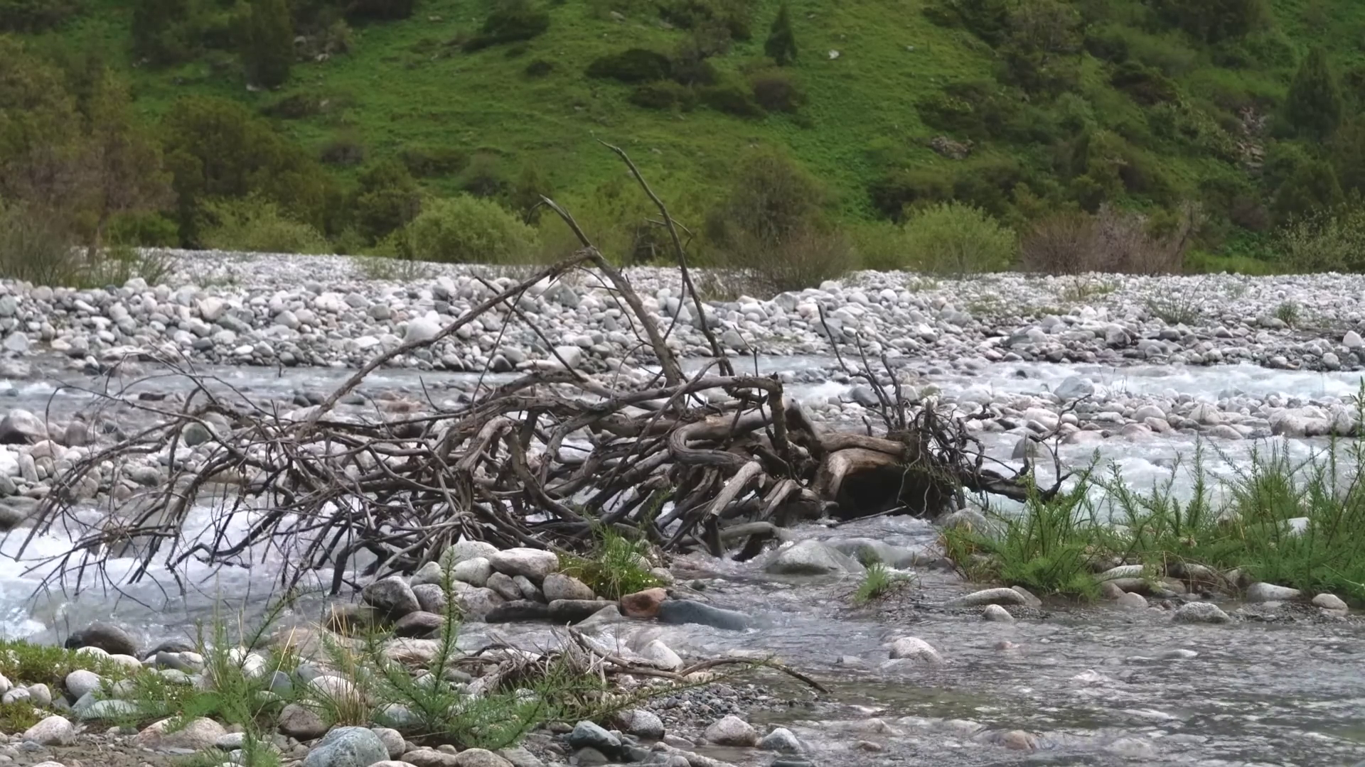 Footage Shows Fallen Tree Root System In Stock Footage SBV-352049729 ...
