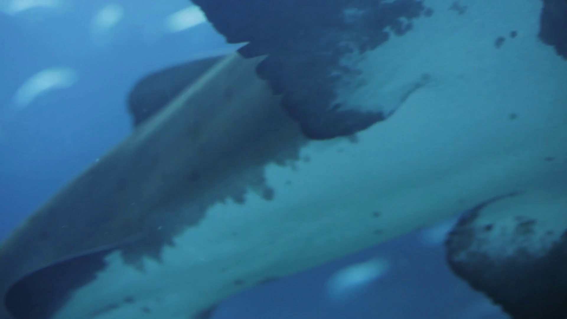 Big White-blue Shark Slowly Swim In Aquarium Stock Footage SBV ...