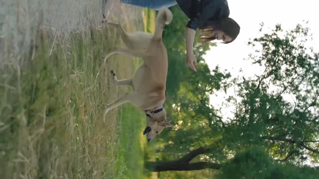 Stabilized Shot | Animals stock footage - Storyblocks