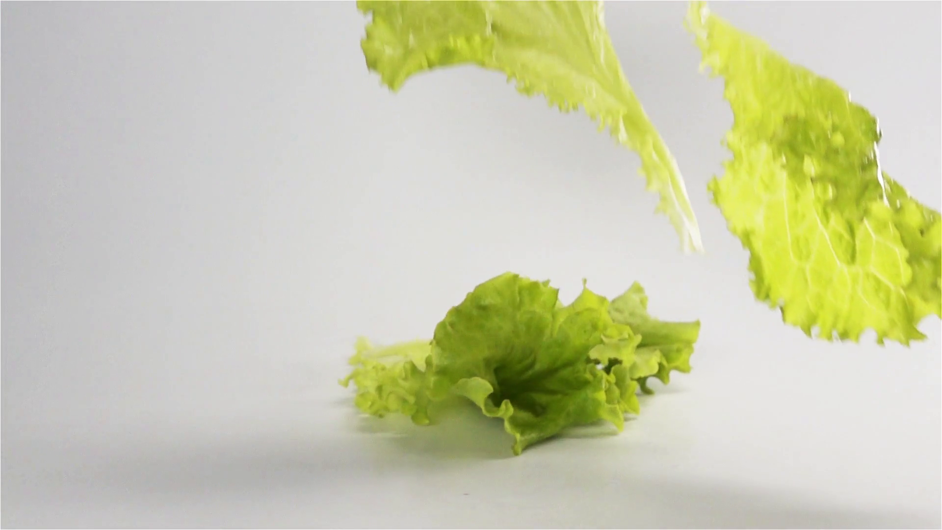 Lettuce falling and splashing on white surface with isolated white grey ...