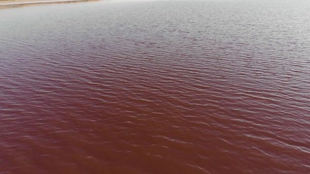 Red Algae Stock Footage: Royalty-Free Video Clips - Storyblocks