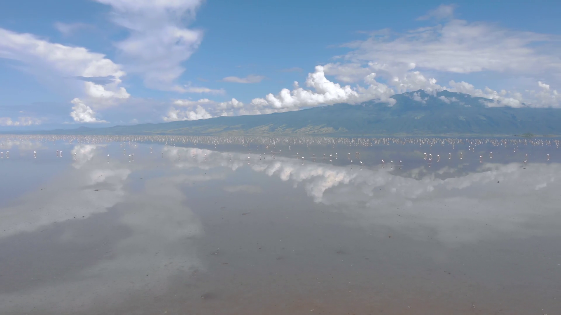 Pink Lesser Flamingos At Lake Natron With Stock Footage SBV-338603747 ...