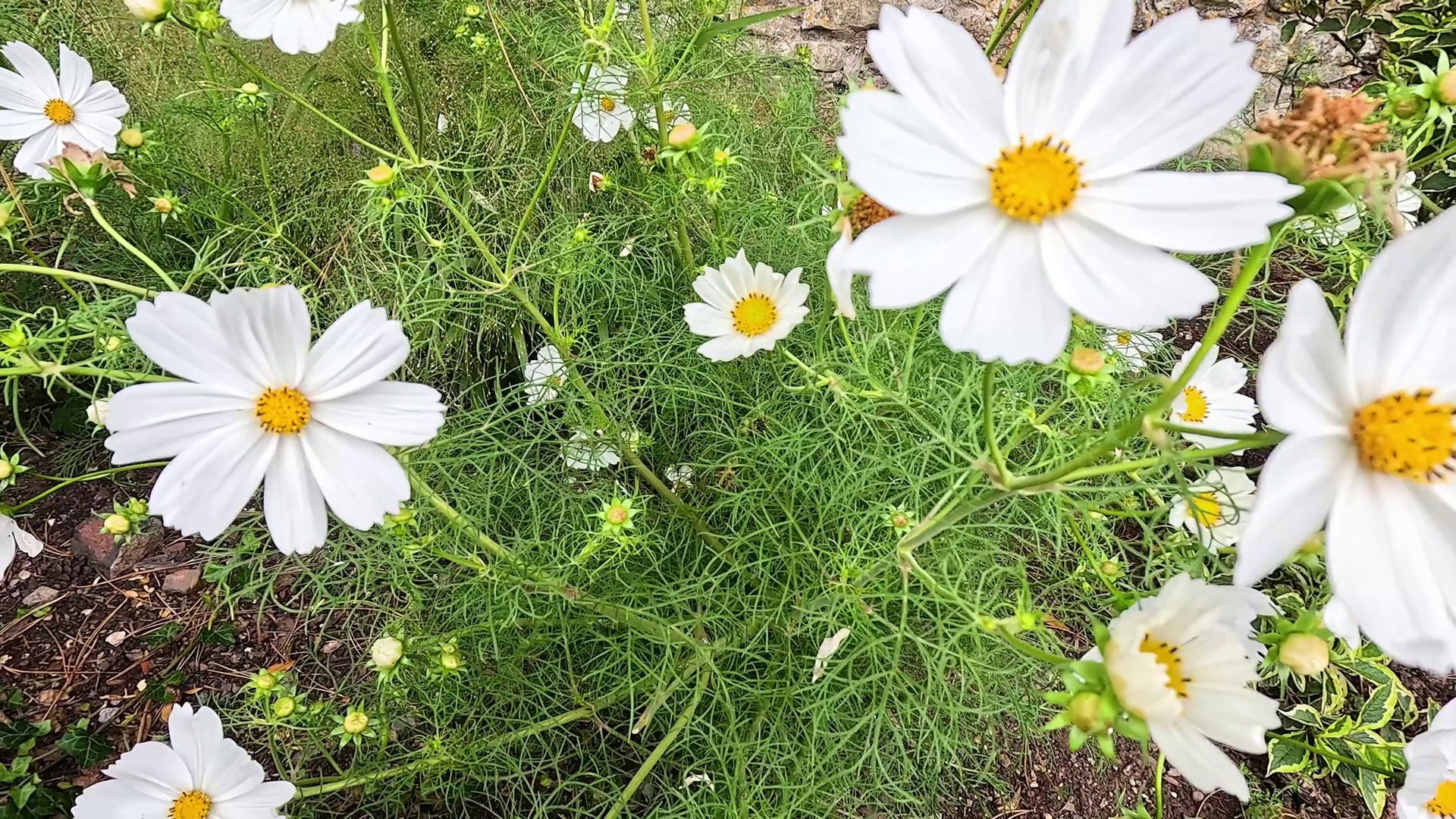 Cosmos Flowers In Cardiff Garden Stock Footage SBV-352710896 - Storyblocks