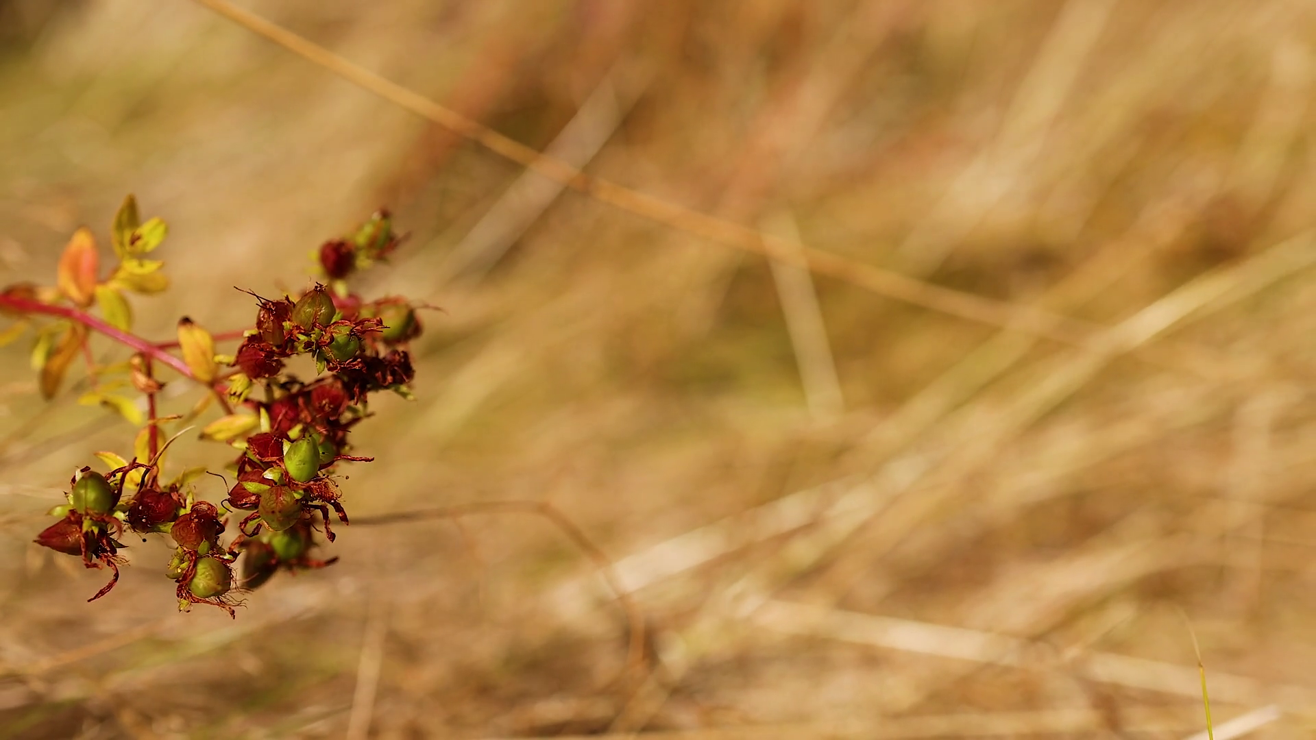 Hypericum Perforatum In Natural Habitat Stock Footage SBV-352994295 ...