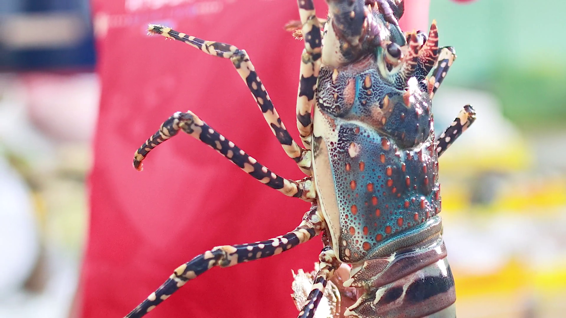 Lobster Display At Rawai Seafood Market Stock Footage SBV-352559517 ...